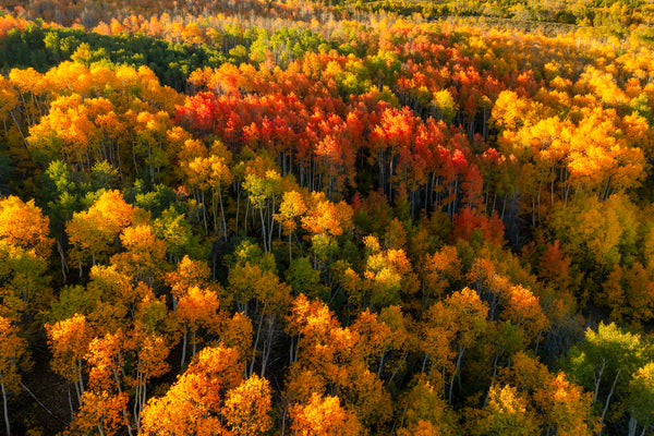 ASPEN RAINBOW SUNRISE - Pete Alport